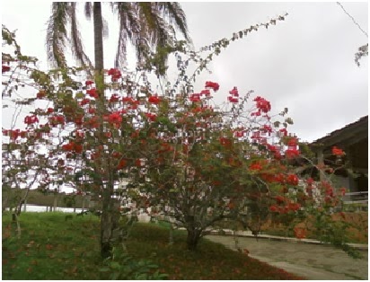 landscape: Trepadeiras