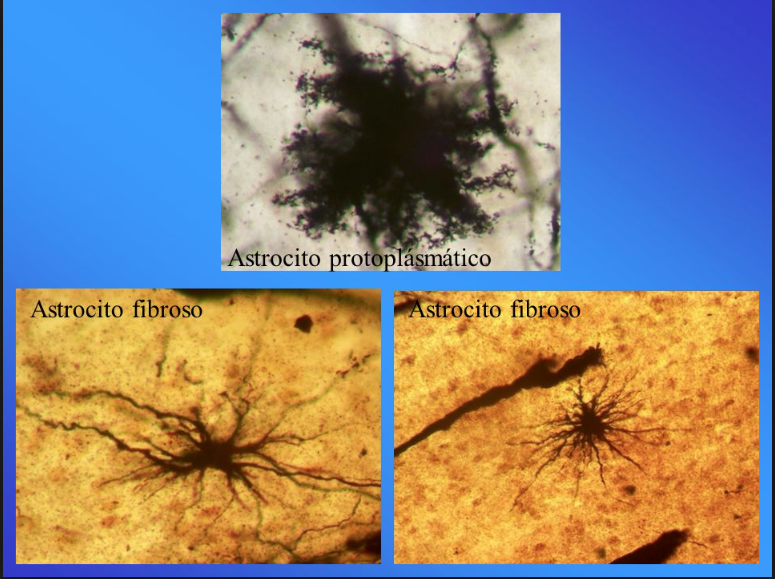 Atlas de neuroanatomía: CÉLULAS GLIALES DEL SISTEMA NERVIOSO CENTRAL