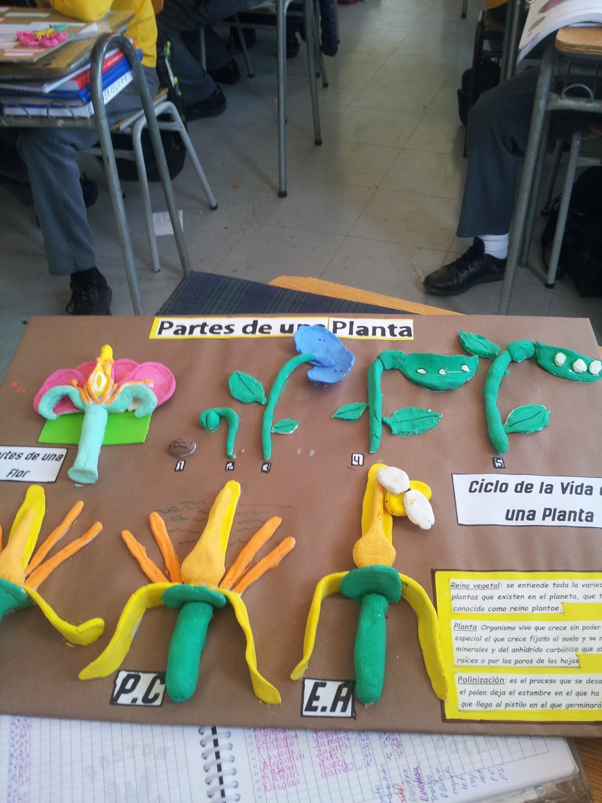 COMPARTAMOS NUESTRO C - N: Maqueta _partes de la Flor_8_2016