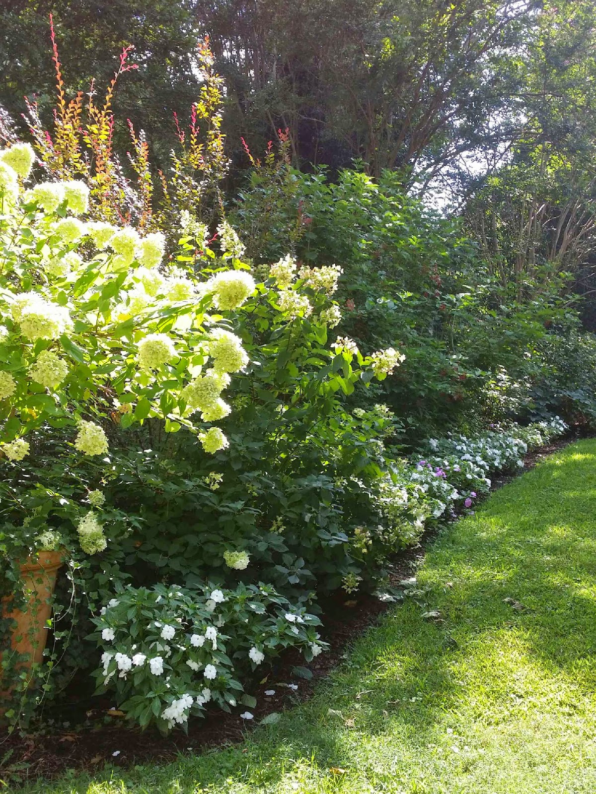 TARA DILLARD: Garden Design: Hydrangeas in Pots