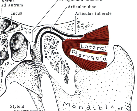Articulatio Temporomandibularis dan Otot Mastikasi