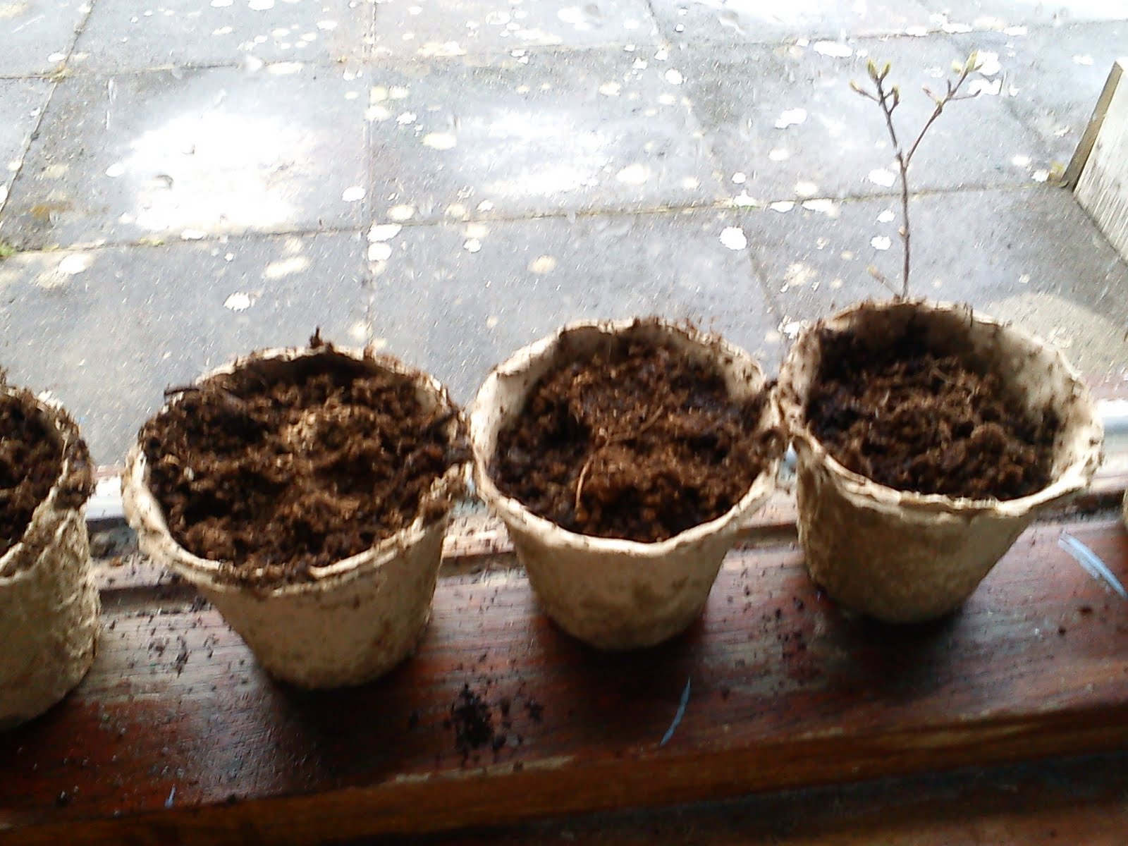 Science Projects: Planting magic beans in Junior Infants