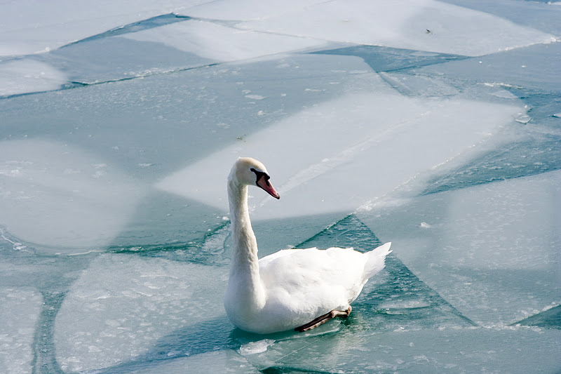Office Interior Design Image: ICE BIRDS