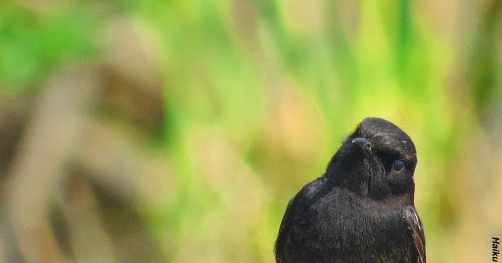 Shadow Dancing with Mind: ICEDIP your Mindsets- Creative process of ...