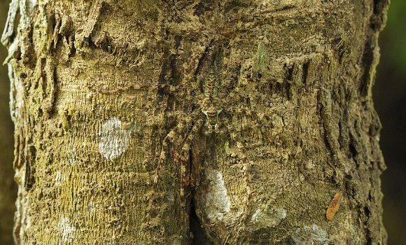 Kamuflase Hewan yang Unik dan Sempurna | DOTOMOS