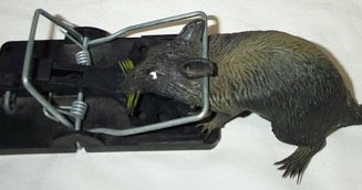 Stella Dimoko Korkus.com: Rat In Nigeria Theory Explained By Bishop ...