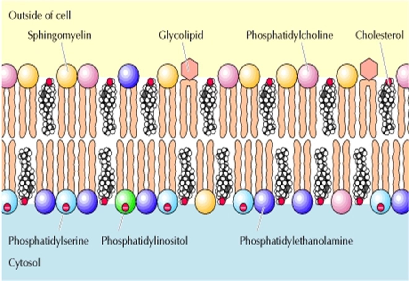 STUDY BIOLOGY: STRUKTUR DAN FUNGSI MEMBRAN SEL