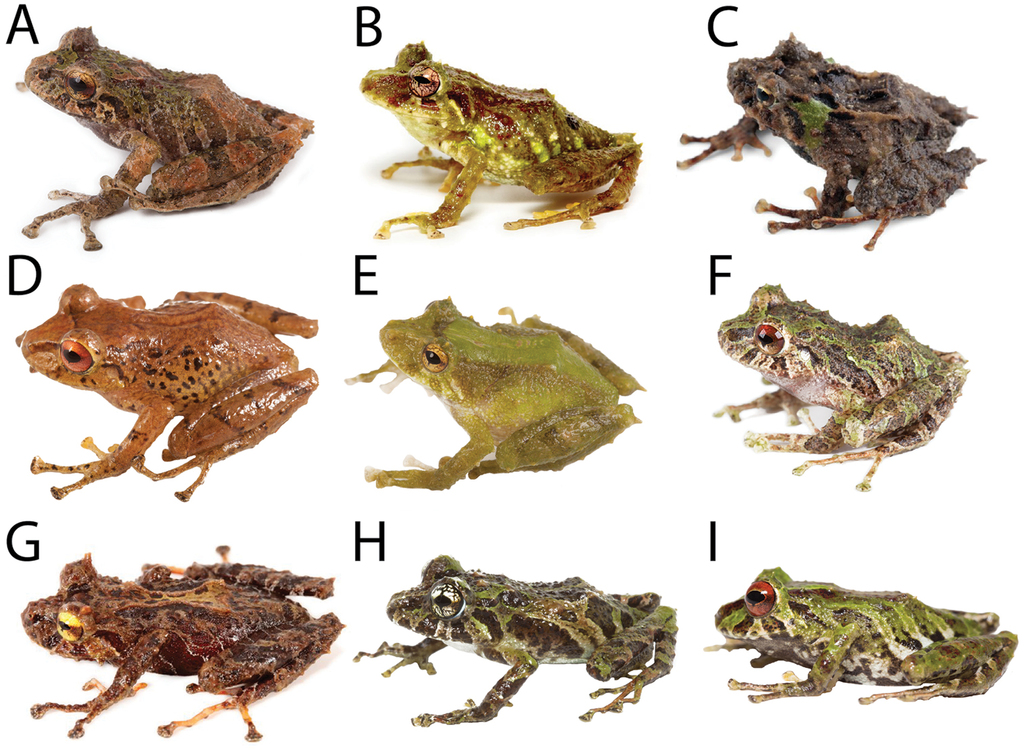 Species New to Science: [Herpetology • 2016] Pristimantis llanganati ...
