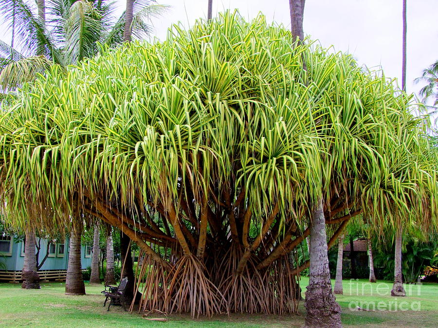 විදුසර : ශාක වල විවිධත්වය - 7 ශ්‍රේණිය