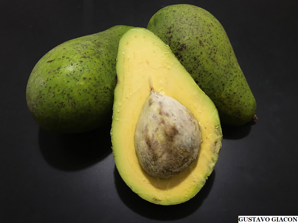 Viveiro Ciprest - Plantas Nativas e Exóticas: Abacate Fortuna ( Persea ...