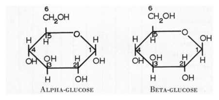 Glucose | Science Decoder