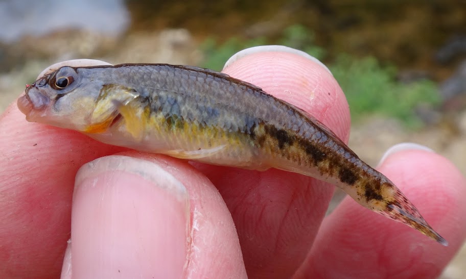 Ben Cantrell's fish species blog: Tennessee winter microfishing
