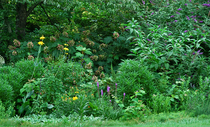 June-flowering perennials