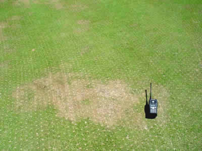 Meadowbrook Country Club Golf Course Maintenance: Common Summer Diseases