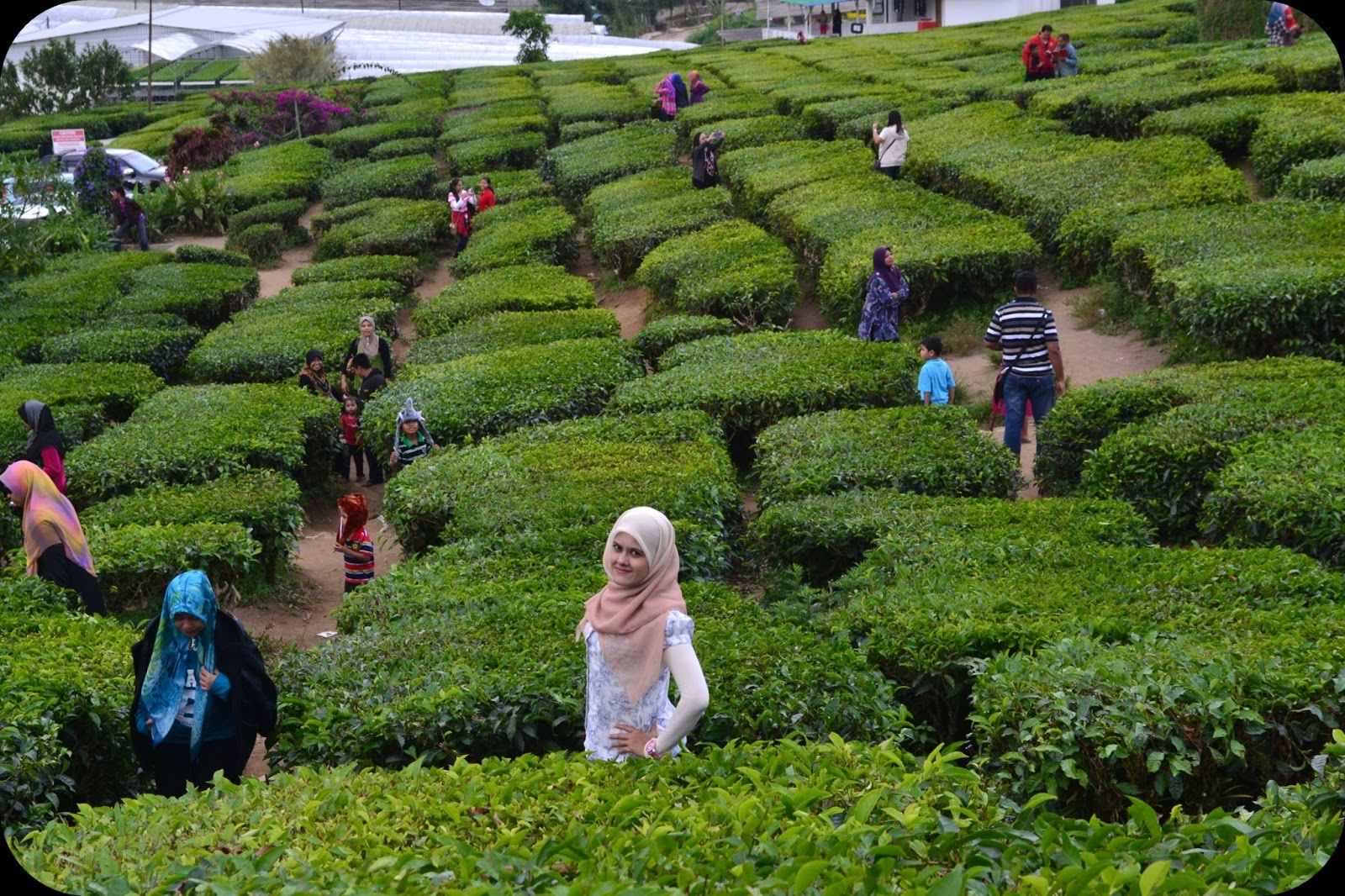 MY ALL: Cuti2 Cameron Highlands: Ladang Teh Boh Bharat