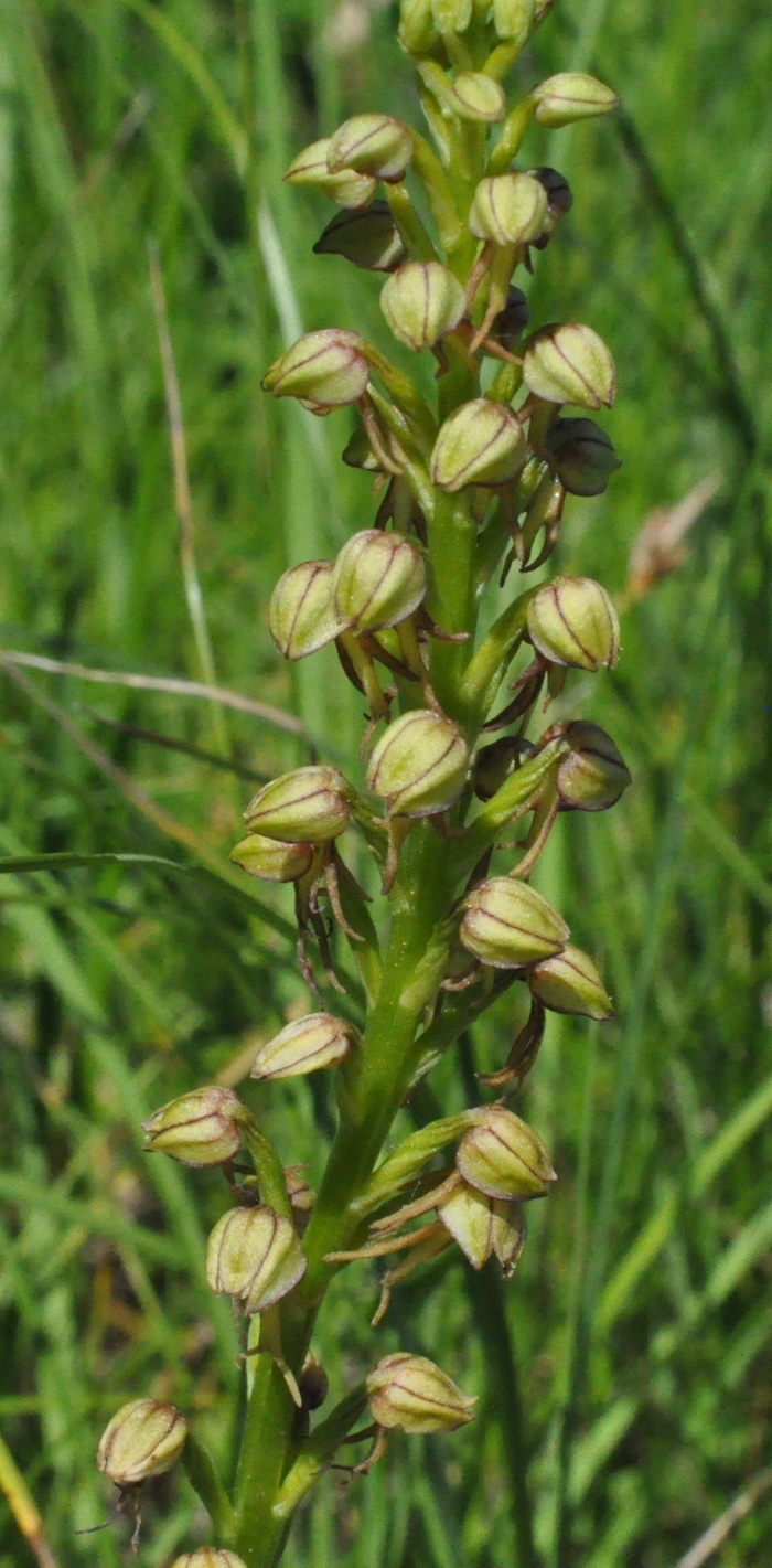 Orchidée : La fleur ressemble beaucoup à un homme pendu.