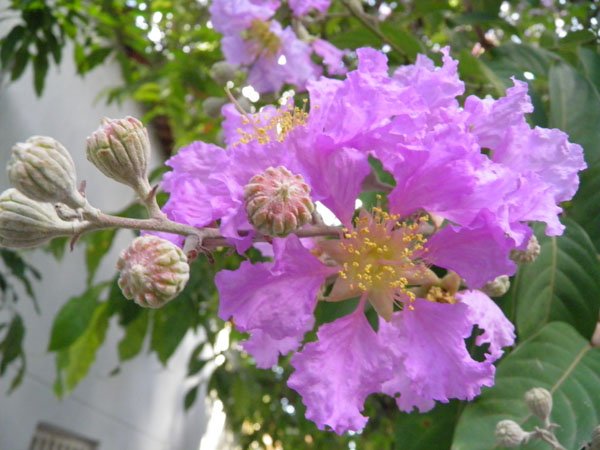 Siempre Verde Venezuela: Caracas en Flor
