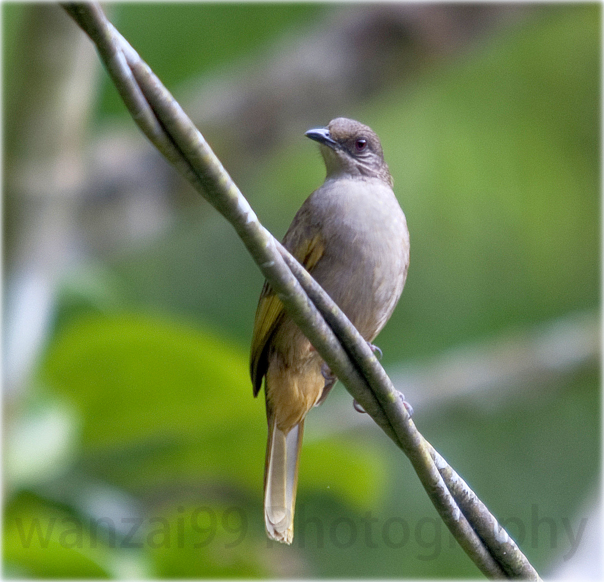 wanzai99 PHOTOGRAPHY: Burung Merbah Belukar
