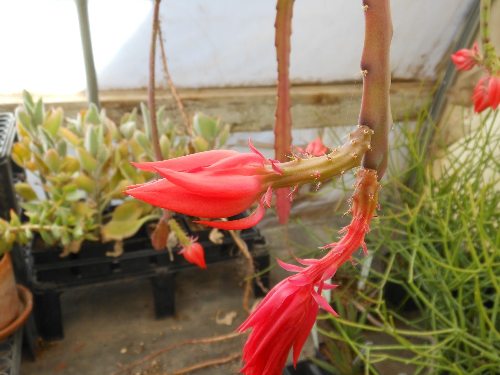 Orchid or Strap Cactus