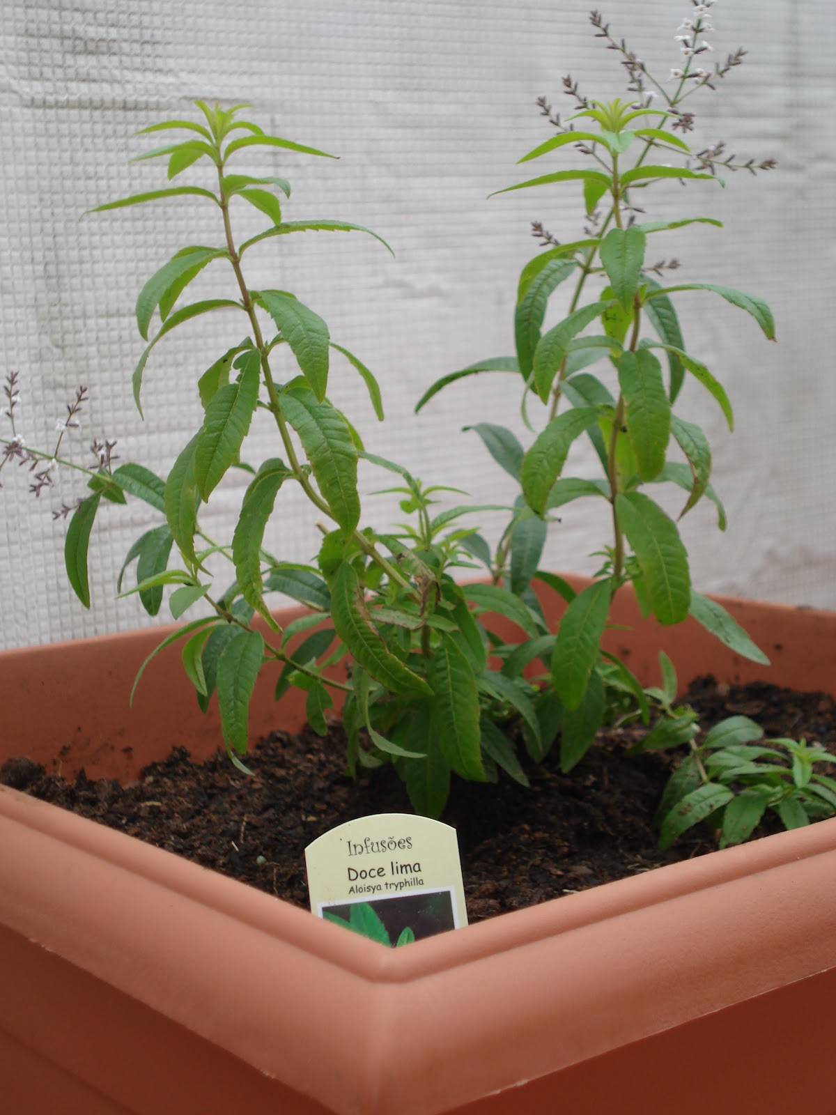 Catitas&Aromaticas: Doce Lima