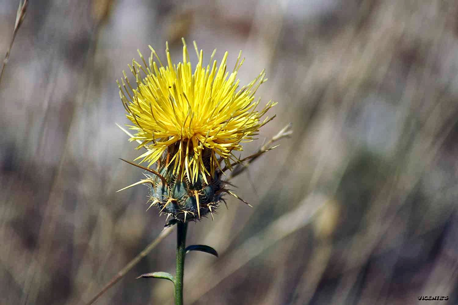 Las flores silvestres de Hormaza: Centaurea ornata