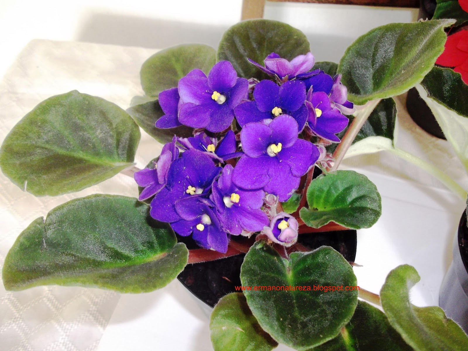 UNIDOS PELA PRESERVAÇÃO: VIOLETA AFRICANA - MAIS UMA BELEZA DA NATUREZA!