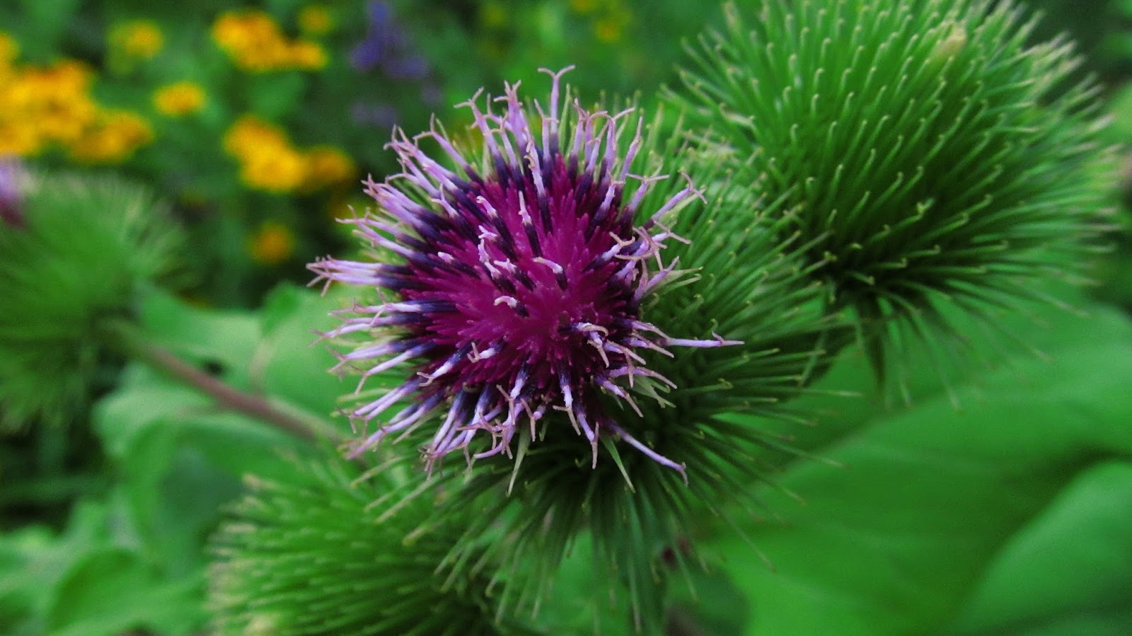 Wandering in Canada: The Root of Invasives: Burdock - Arctium lappa ...
