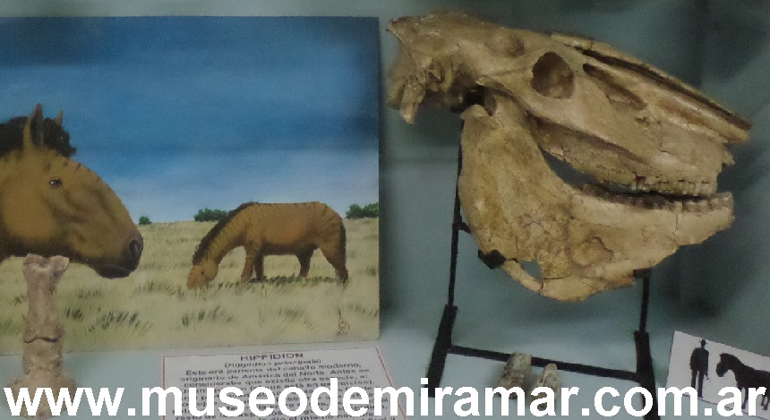 Museo Municipal "Punta Hermengo" de Miramar.: Muestra de Paleontología ...