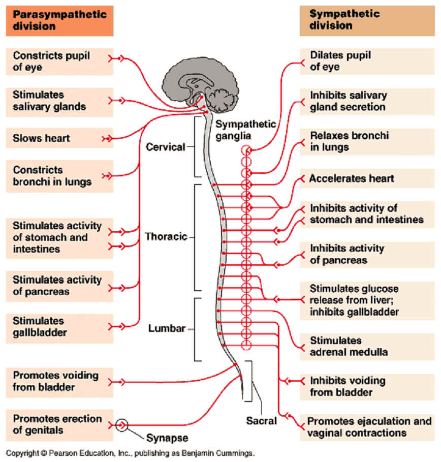 Teadvusehuvi: Selgroonärv
