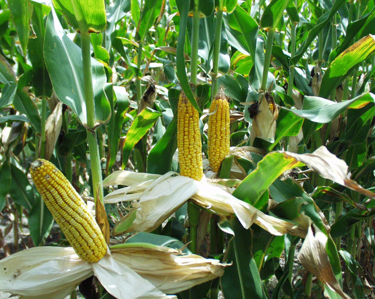 Artikel Tanaman Jagung - Zea Mays