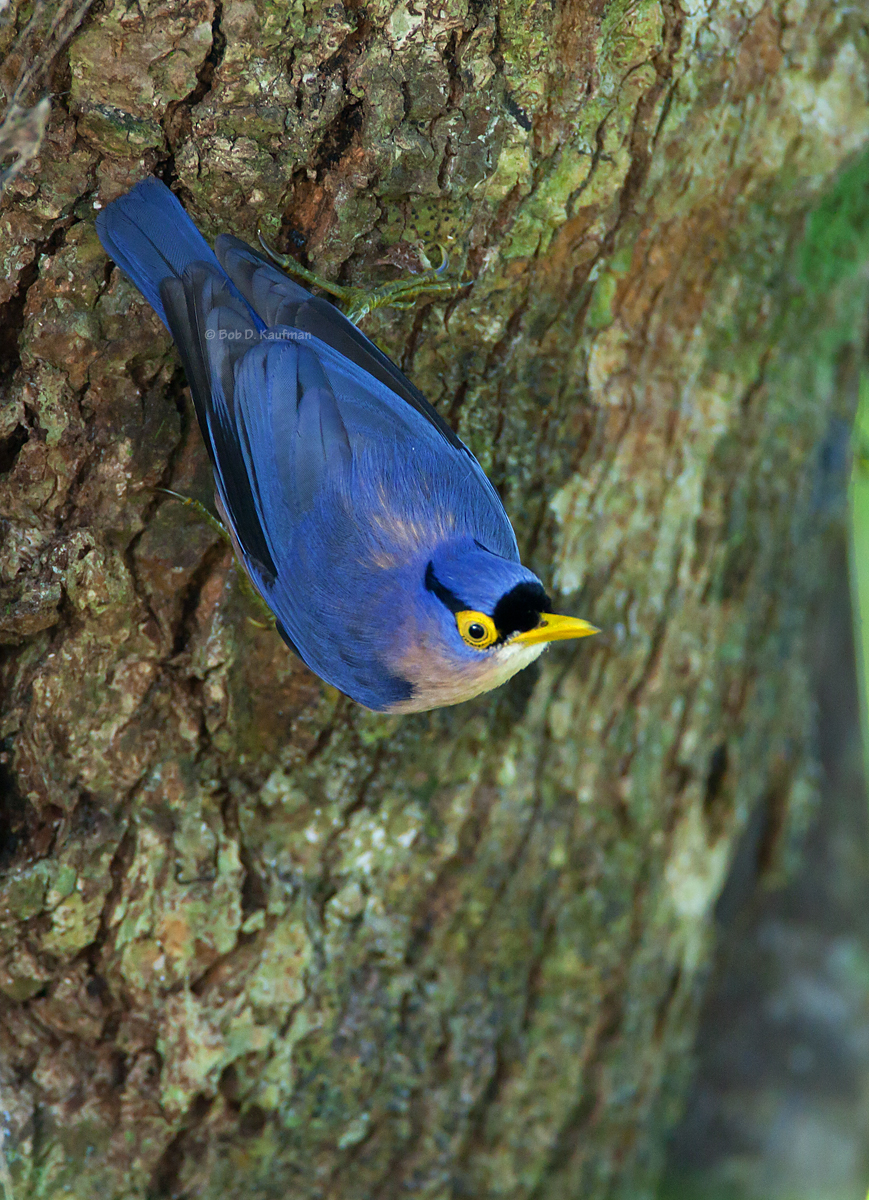 Talk:Beautiful nuthatch - Wikipedia