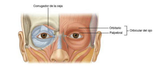 Escuela de Vesalio: Músculos de la Cara