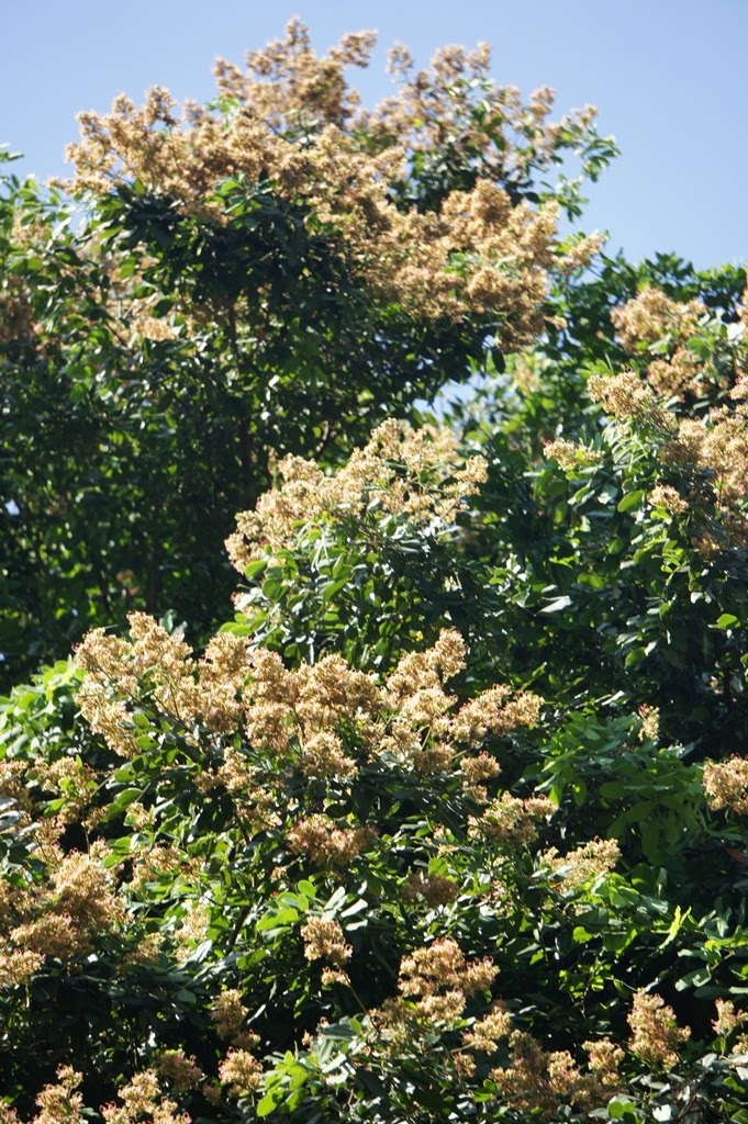 OUR PHILIPPINE TREES: Super Supa