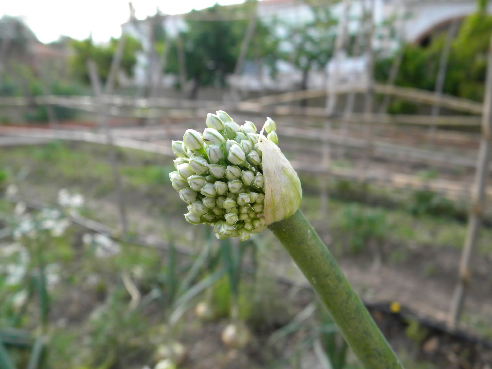 Huerto de Tatay: Flor de la cebollahuerto