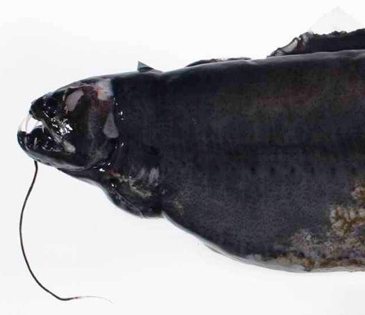 Fishes Images: Barbeled dragonfish