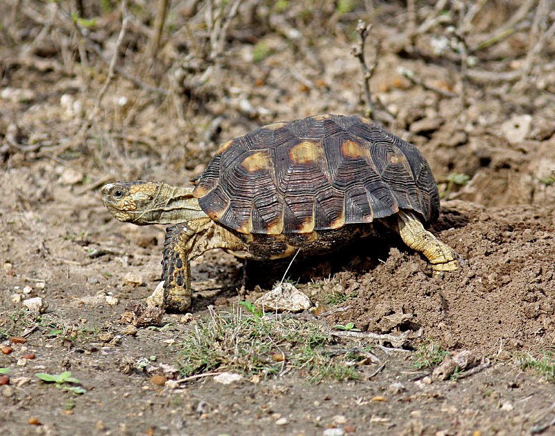 Mark & Teri's Travels: Texas Tortoise (Gopherus berlandieri)