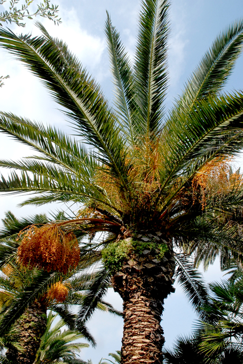 Le blog de la grainothèque les quatre chemins: Planter un palmier