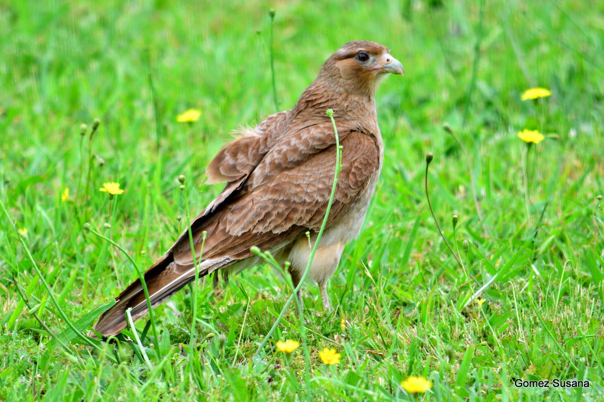 Aves de Lobería.: CHIMANGO Milvago chimango