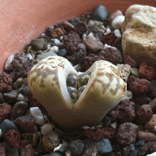 Jake LaGory- illustrator: Living Rock Growth