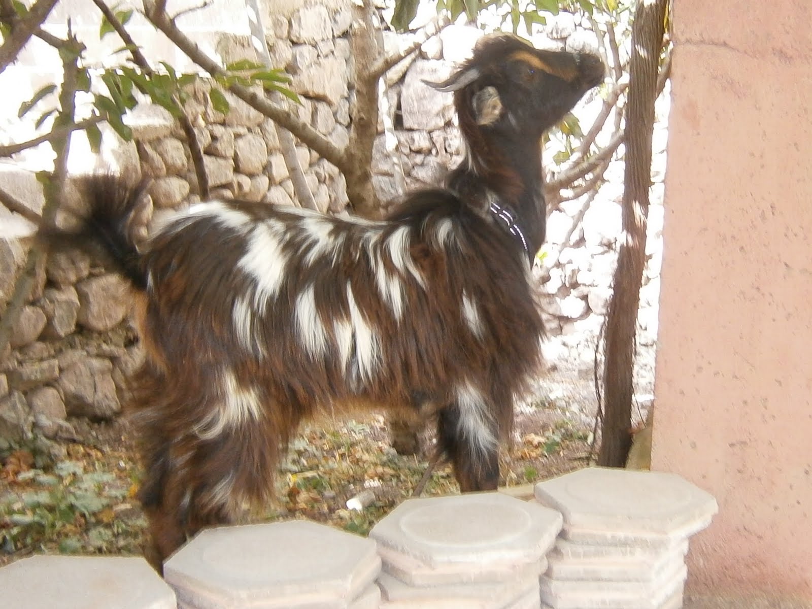 To & For Pets: Chèvre/Goat