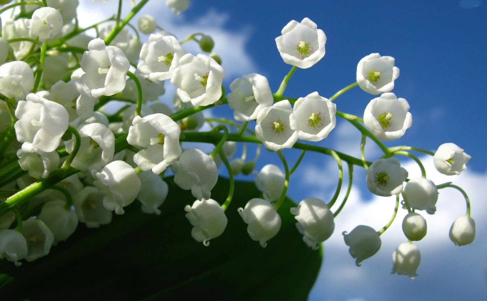 MOST BEAUTIFUL FLOWERS IN THE WORLD - TOP TEN