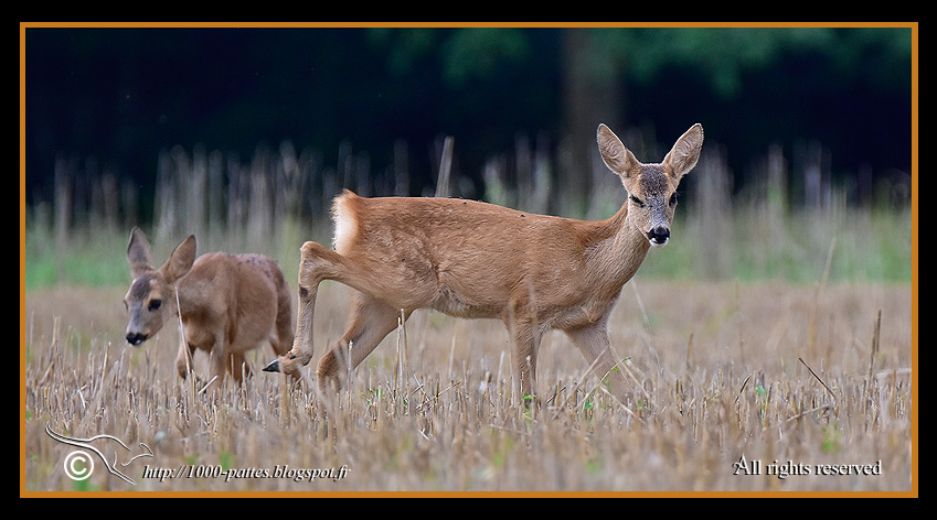 WILDLIFE GATEWAY: Faons de chevreuils dans les chaumes