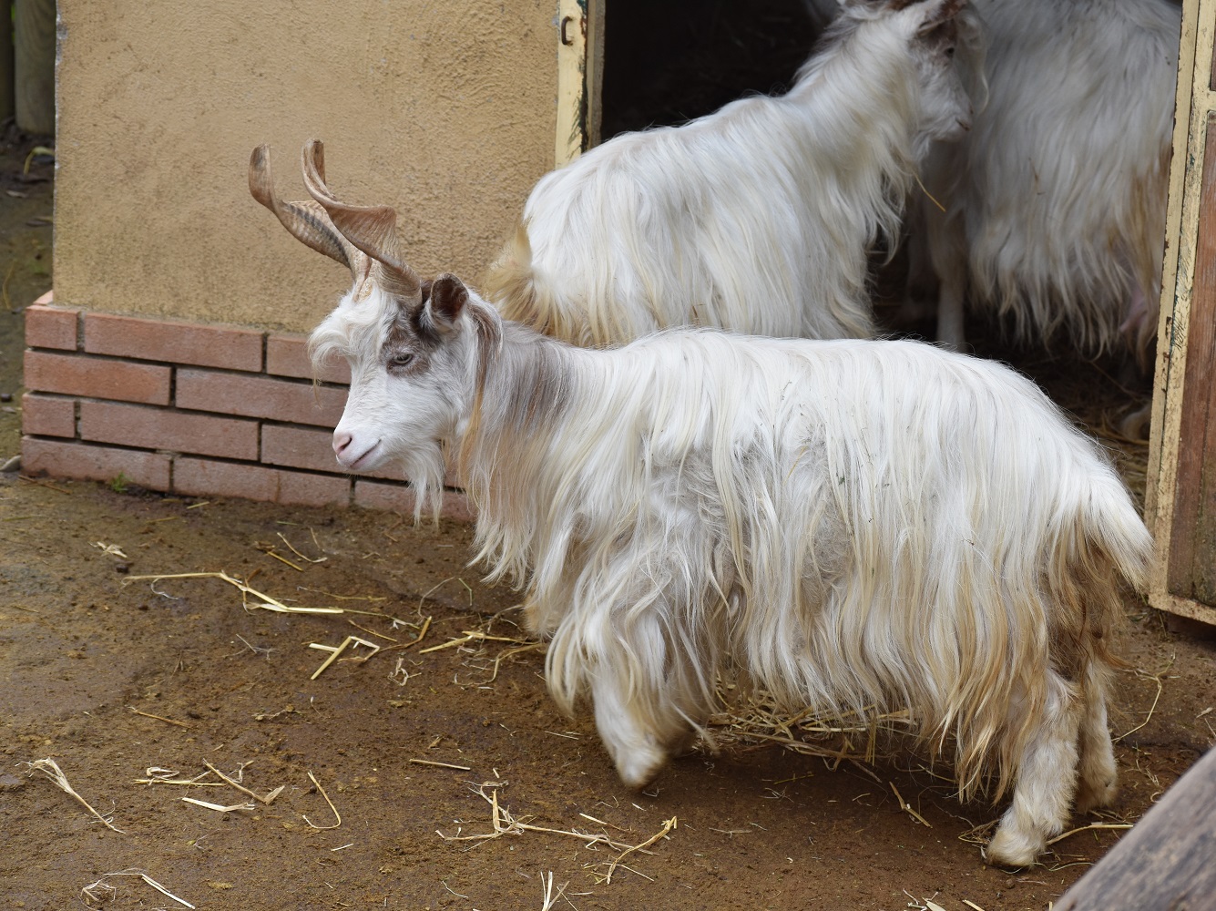 ZOOTOGRAFIANDO (MI COLECCIÓN DE FOTOS DE ANIMALES): CABRA DOMÉSTICA ...
