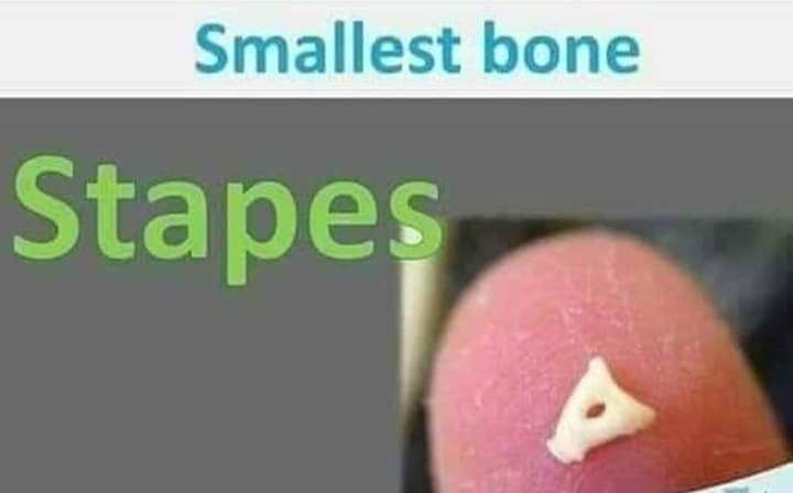 Smallest Bone | AP Heritage