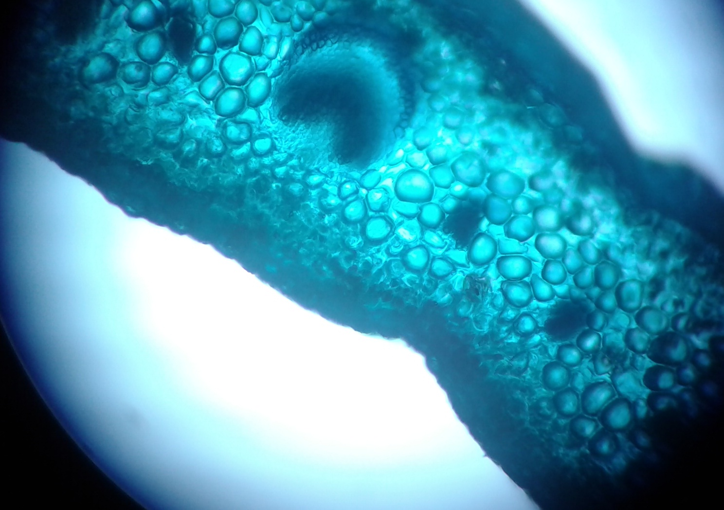 BIOLOGIA VEGETAL-UPTC-: LA HOJA