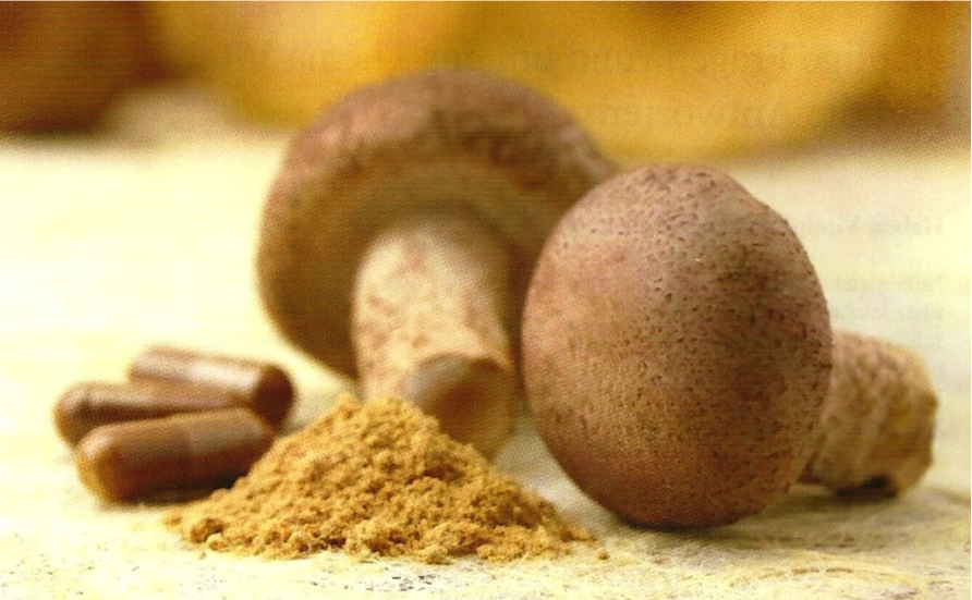 einfach-vitalpilze-kaufen