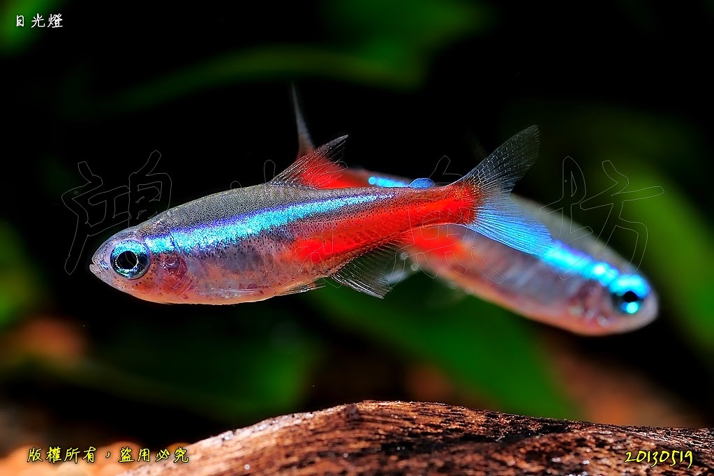 鴻順魚坊: Paracheirodon innesi 日光燈(包含金日光燈、鑽石日光燈)