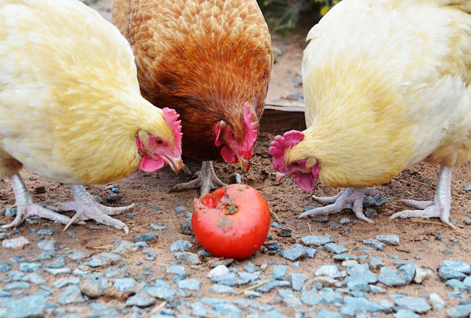 The 7MSN Ranch: The early bird gets the tomato