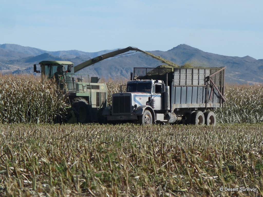 Desert Survivor: Bagging Silage
