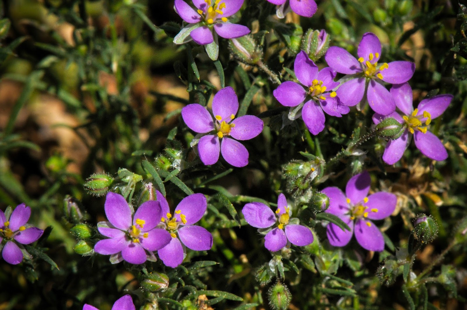 Desde Alájar: Arenaria roja